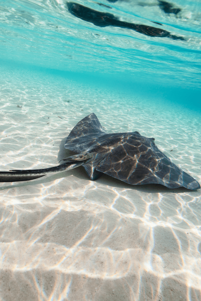 Swimming with Sharks in Belize – I Chug My Wine